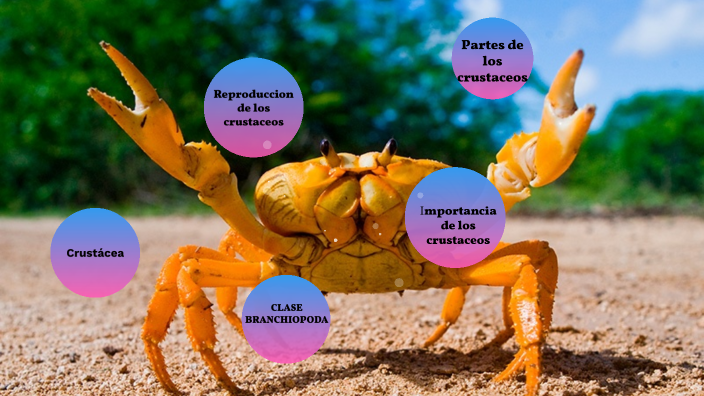 crustaceos by JORGE DAVID SANCHEZ CARRANZA on Prezi