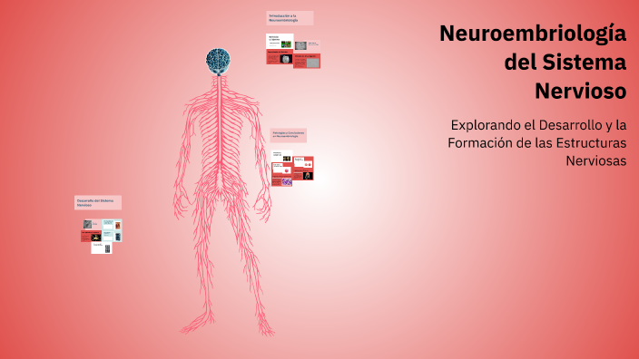 Neuroembriología del Sistema Nervioso by Monse Reyes Duran on Prezi