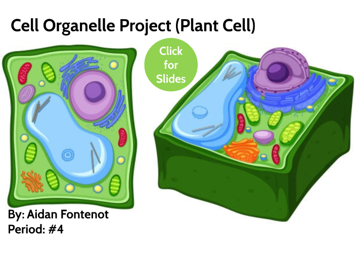 Cell Organelle Project by Aidan Fontenot _ Student - Wakefield on Prezi