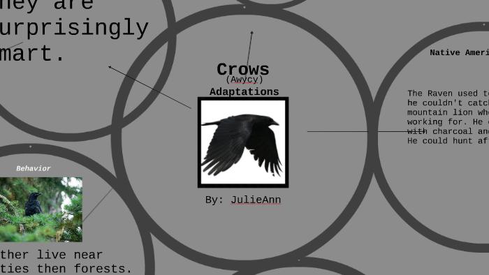 Crows Adaptations by Christina Bickley on Prezi