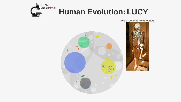 Human Evolution: Lucy by Aly O on Prezi