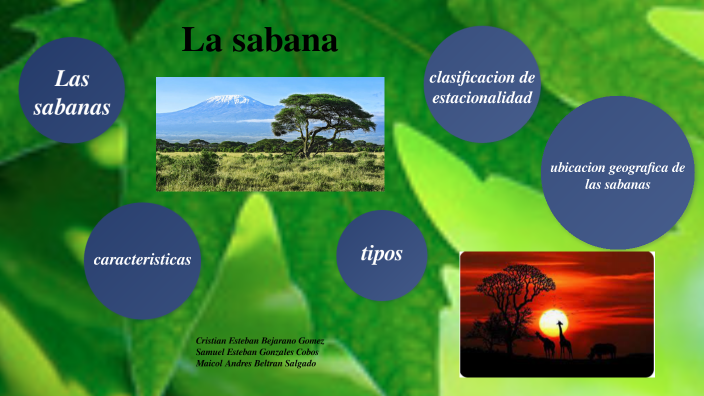 La sabana by cristian bejarano on Prezi