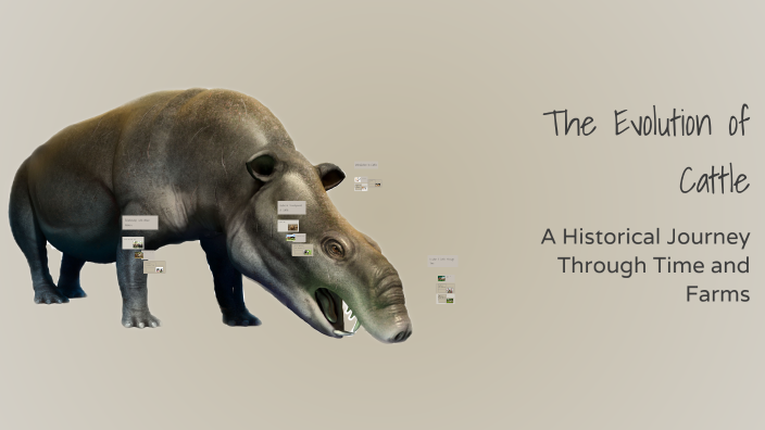 The Evolution of Cattle by KENDRA JAEGER on Prezi