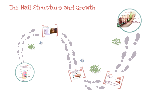 The Nail Structure and Growth by Sarah Hodnett on Prezi