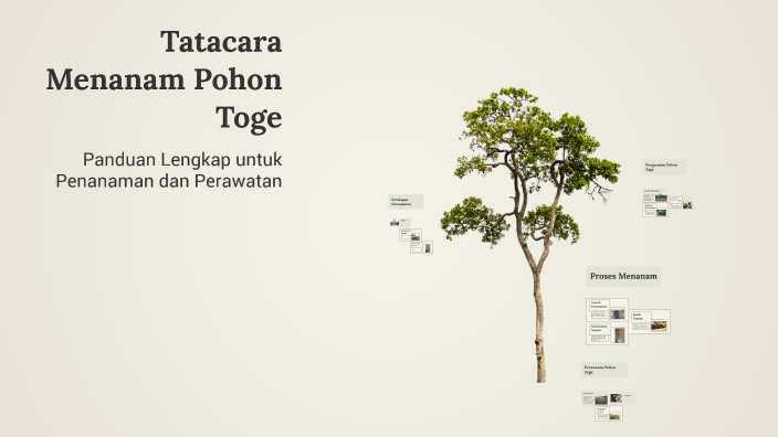 Tatacara Menanam Pohon Toge by ISTIANI PERMATA SARI Istiani on Prezi