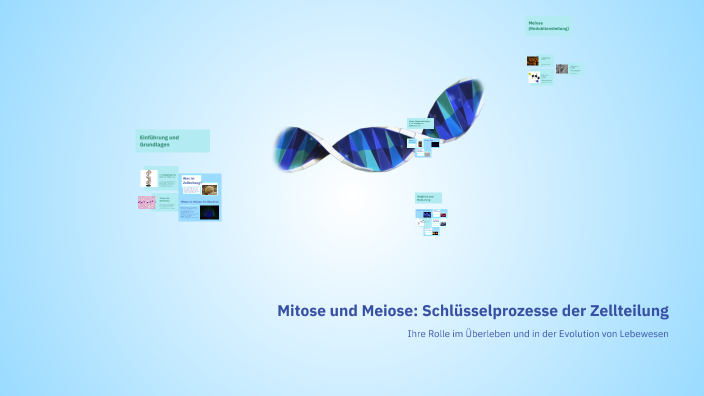 Mitose Und Meiose Schlüsselprozesse Der Zellteilung By Constantin