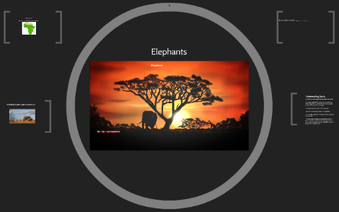 What defense mechanisms do elephants have? by liam connaughton on Prezi