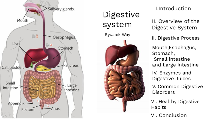 Digestive system by J Way on Prezi