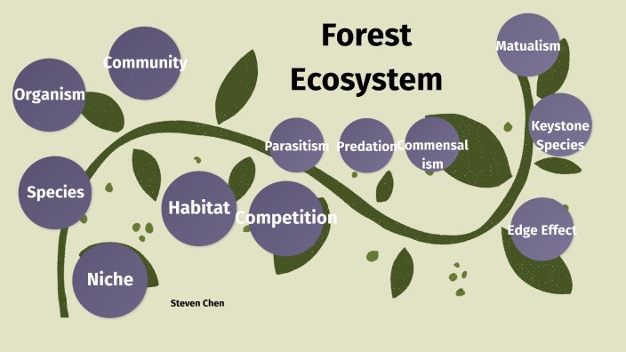 Forest Ecosystem by Ziyao Chen on Prezi