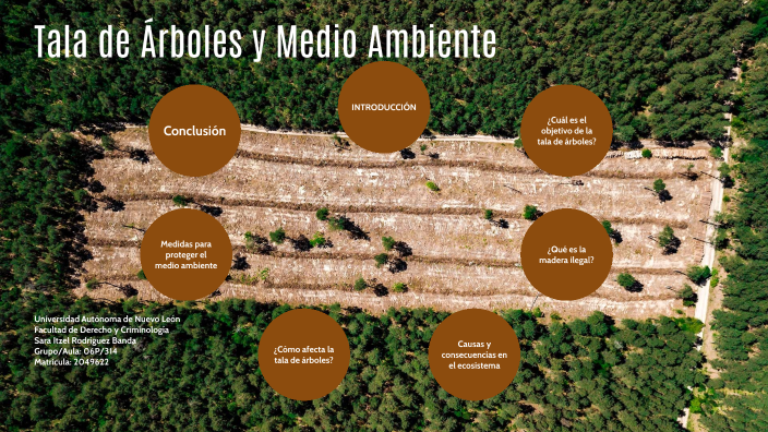 Tala de Árboles y Medio Ambiente y by Sara Itzel Rodriguez Banda on Prezi