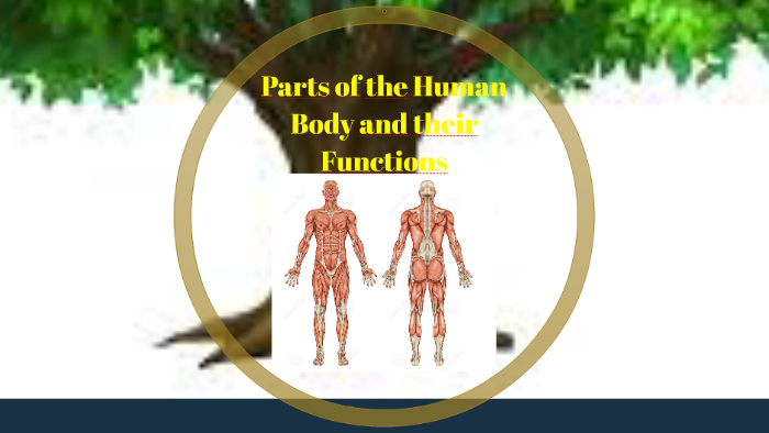 Parts of the Human Body and their Functions by Maridel Albarda on Prezi
