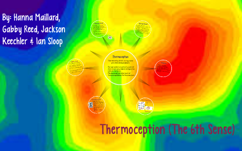 Thermoception (The 6th Sense) by Hanna Maillard on Prezi