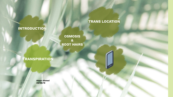 transport in plants by mirza absar on Prezi