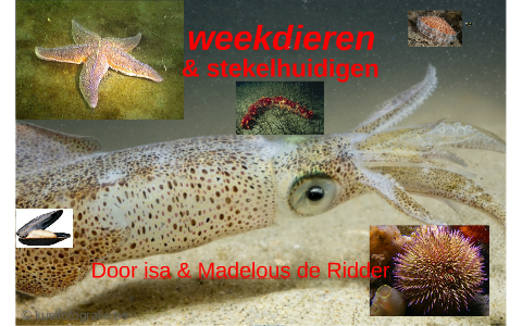 weekdieren by madelous de Ridder on Prezi