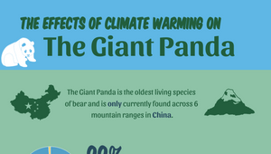 The Effect of Climate Warming on Giant Pandas by Mollie Shufflebotham ...