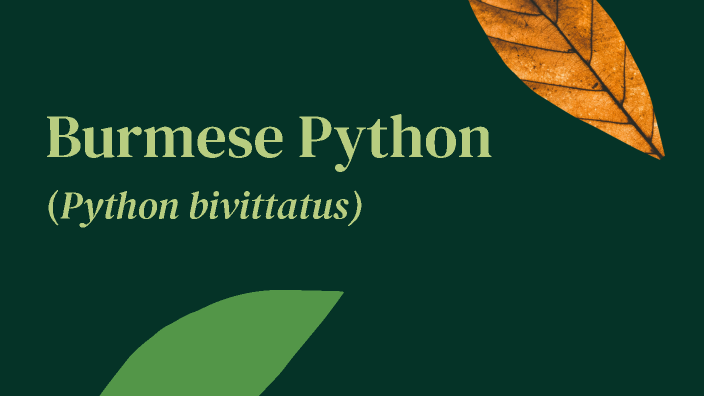 Burmese Python by Sean Bobak on Prezi
