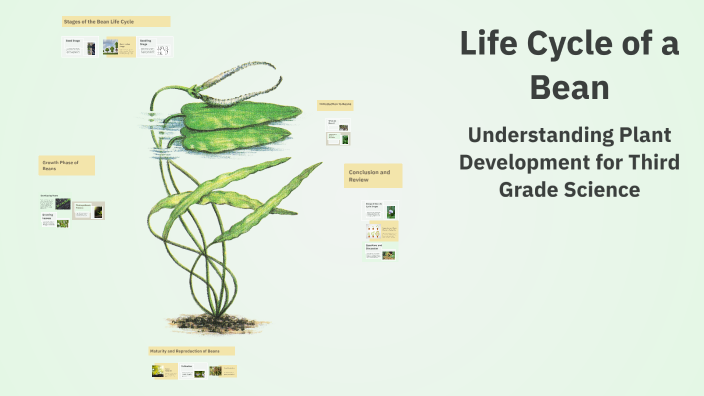 Life Cycle of a Bean by Daniel Kimple on Prezi