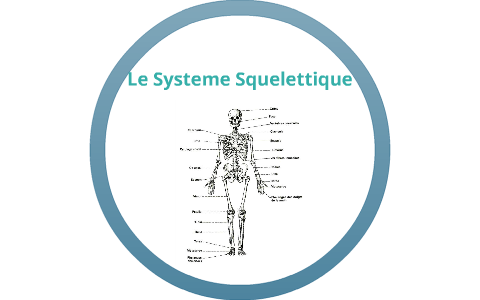 Le Systeme Squelettique by Alexandra Morson on Prezi