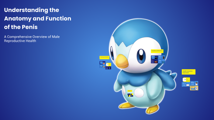 Understanding the Anatomy and Function of the Penis by Adam Alsarraj on ...