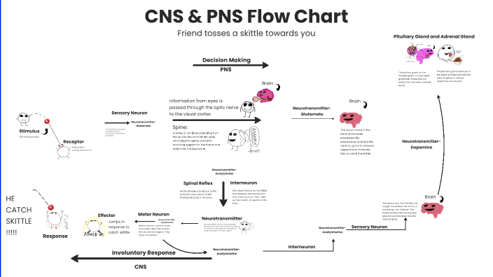 CNS & PNS Flow Chart by Aiden Steel on Prezi