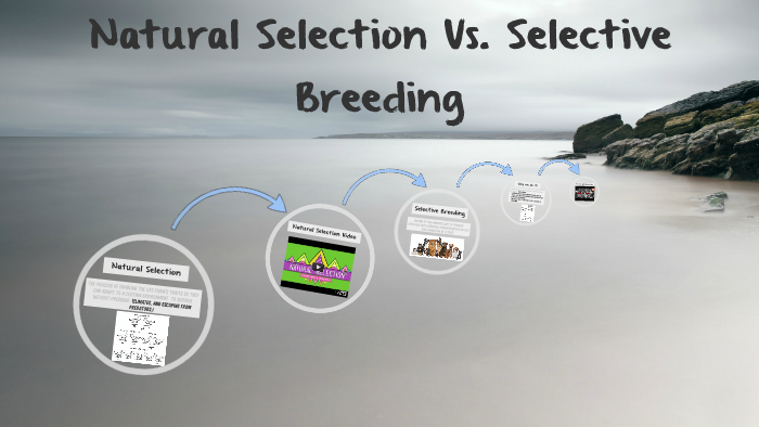 Natural Selection Vs. Selective Breeding by Alma Bobadilla on Prezi