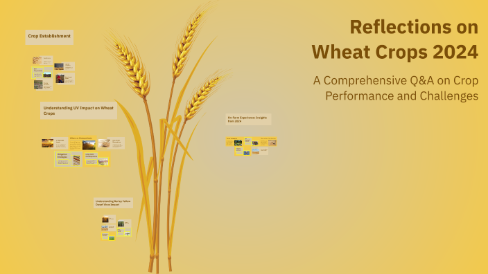 Reflections on Wheat Crops 2024 by David Leahy on Prezi