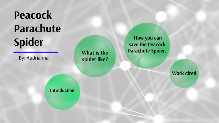 Peacock Parachute Spider by Audrianna Schraufnagel on Prezi