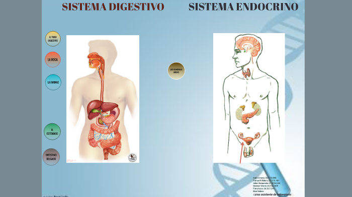 sistema digestivo y endocrino by sofia mercedes linares on Prezi
