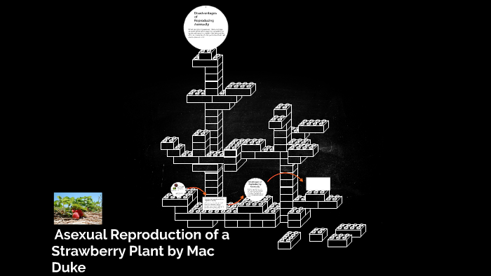 Strawberries Asexual Reproduction by mac duke on Prezi