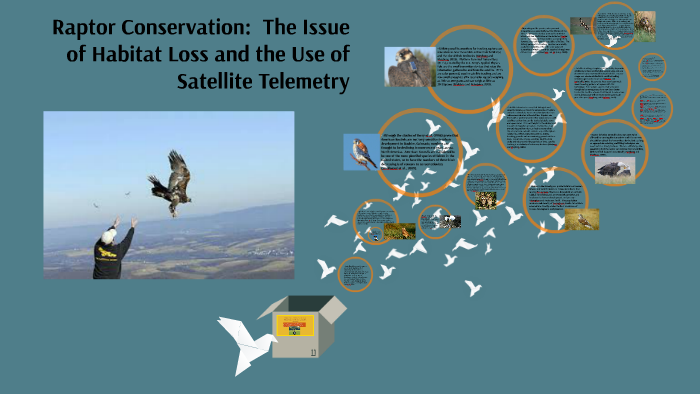 Raptor Conservation: The Issue of Habitat Loss and the Use by dina ...