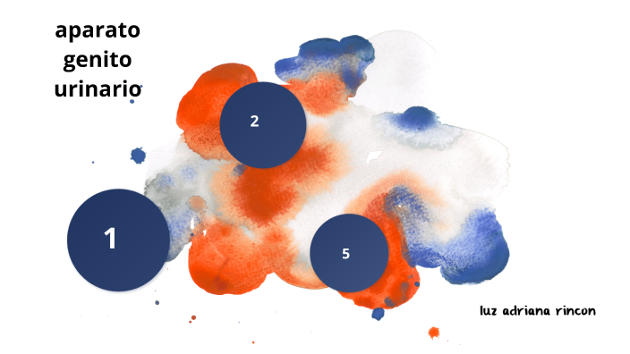 aparato genito urinario by on Prezi