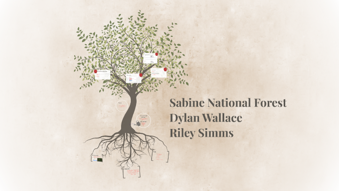 Sabine National Forest by Riley Simms on Prezi