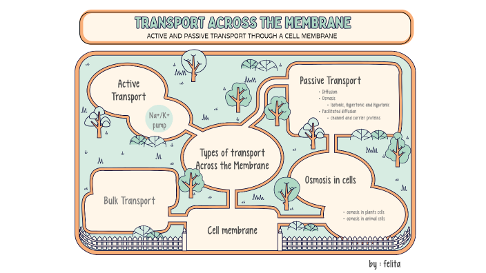 Transport Across the Membrane Passive & Active Transport - graphic ...