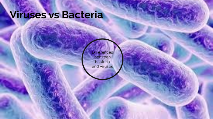 Viruses vs Bacteria by Alexis Gorant on Prezi