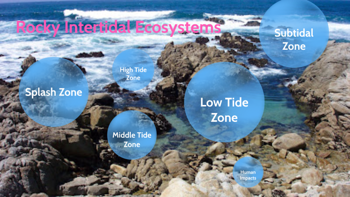 Rocky Intertidal Ecosystem by Jacob Castellanos on Prezi
