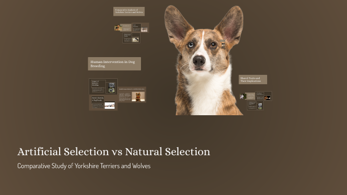 Artificial Selection vs Natural Selection by JUSTIN GARRETT on Prezi