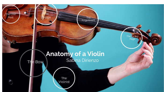 Anatomy of a Violin by Sabina Dirienzo on Prezi