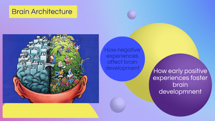 Brain Architecture by Mai Elghouraby on Prezi