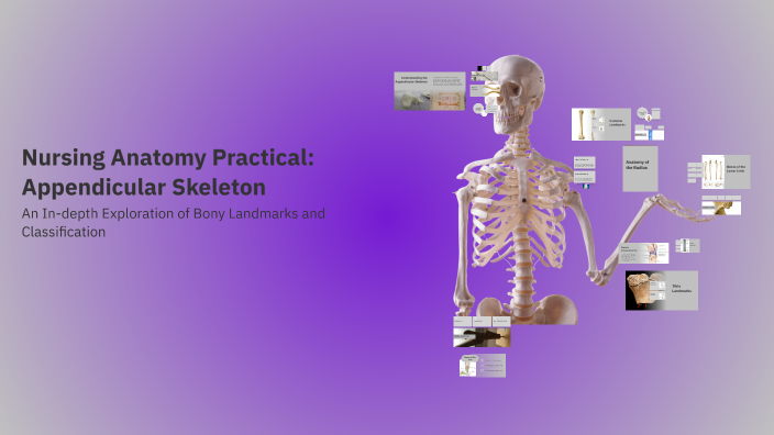 Nursing Anatomy Practical: Appendicular Skeleton by Mohamed saber on Prezi
