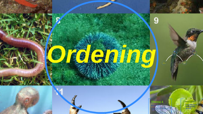Thema 4: Ordening by Marco den Turck on Prezi