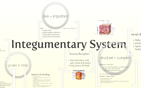 Integumentary System - SKIN! - 7th Grade Brawley Middle by Jill Hoffman ...