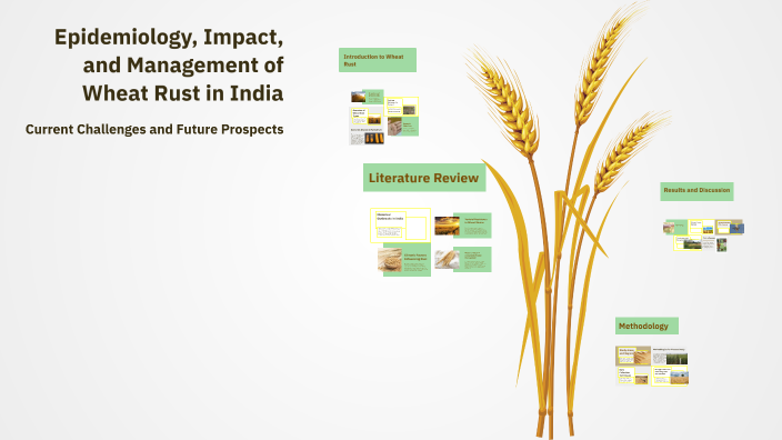 Epidemiology, Impact, and Management of Wheat Rust in India by JAY ...