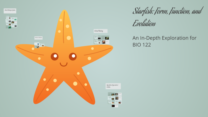 Starfish: Form, Function, and Evolution by Mr. Terrore on Prezi