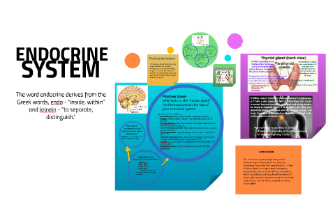 The Endocrine System by Crystal Tinoco on Prezi