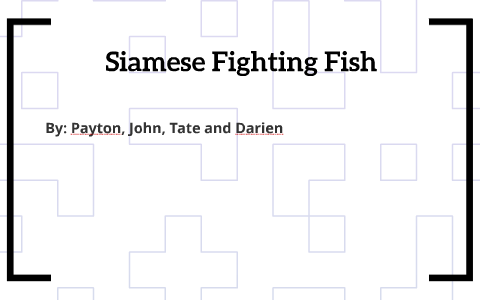 ss by payton cannon on Prezi