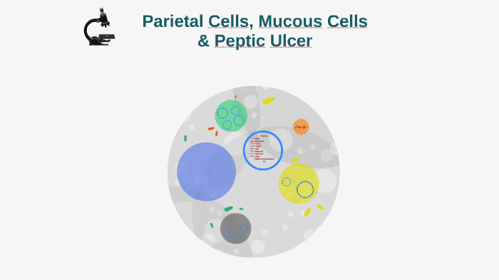 Histological Structure of Parietal Cells by menna alawamry on Prezi