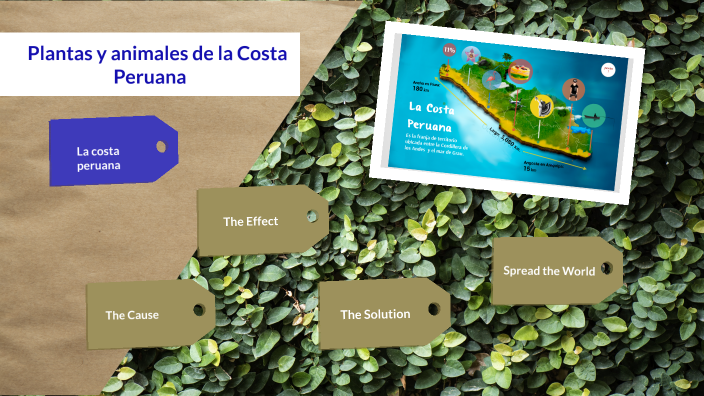 Plantas y animales de la costa peruana by Andre Amanca Lazaro on Prezi