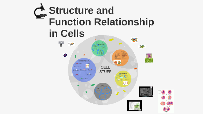 Structure and Function Relationship in Cells by Grace Peelen on Prezi