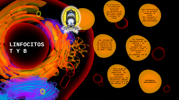 Linfocitos T y B by Guadalupe Andrea Quintana Velasquez on Prezi