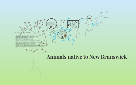 Animals native to New Brunswick by Connor Macdonald on Prezi